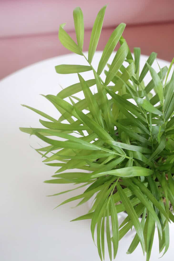 Grow and Care for Parlor Palms - A Beautiful Mess