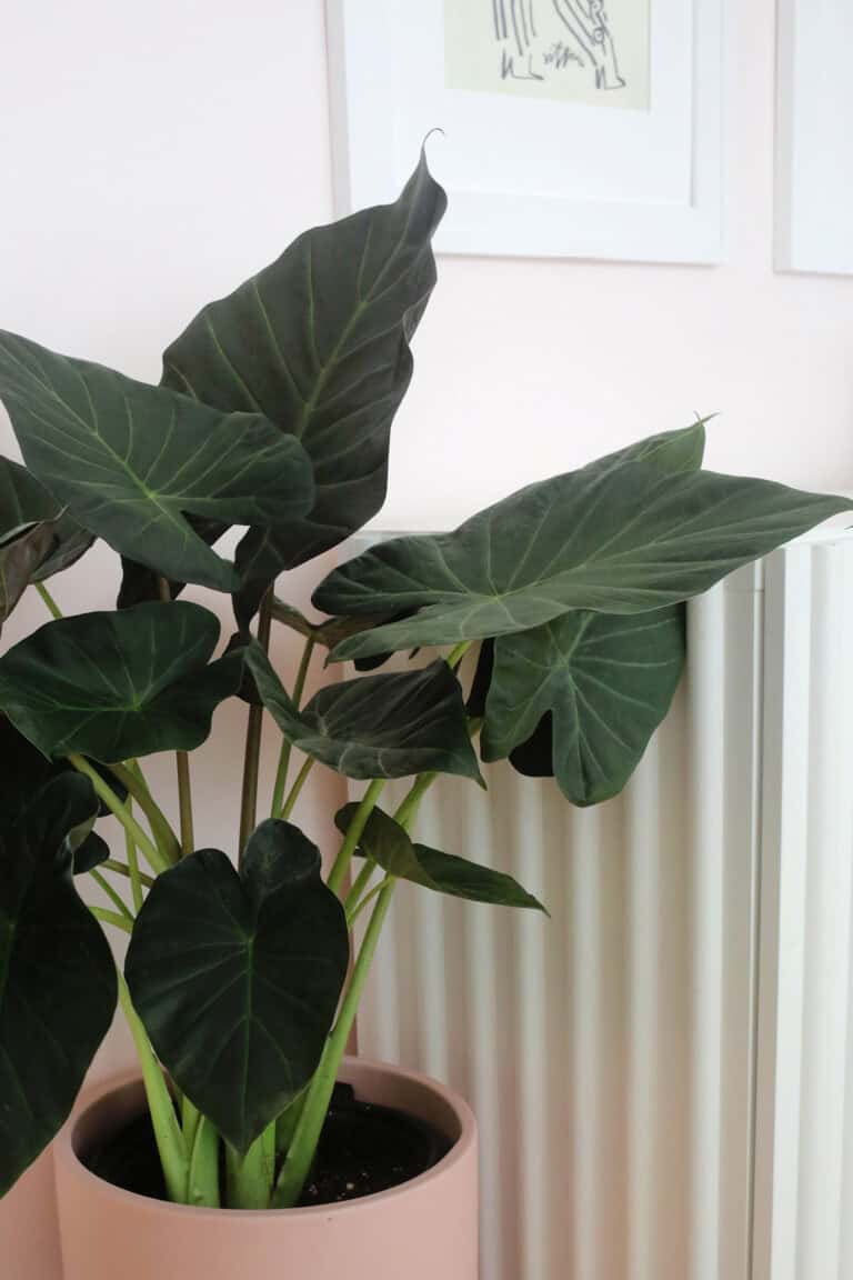 How to Grow Elephant Ears - A Beautiful Mess
