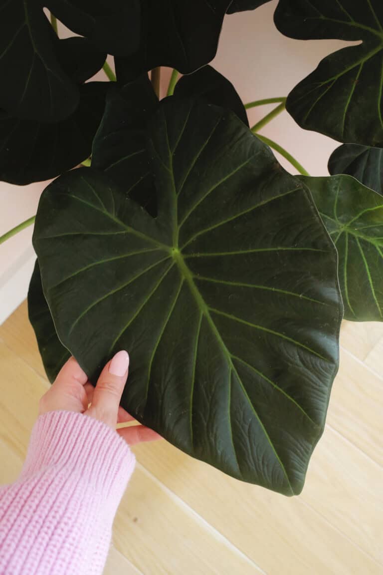 How to Grow Elephant Ears - A Beautiful Mess